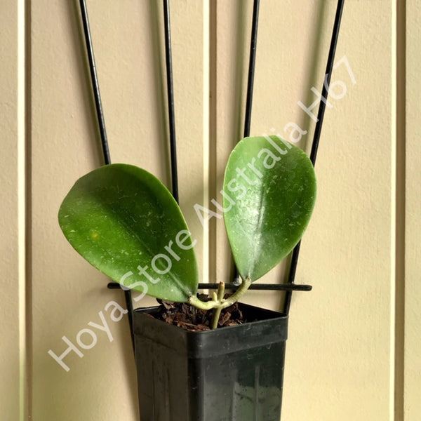 Hoya mindorensis Poring Sabah IML 1777 H67 - Hoya Store Australia