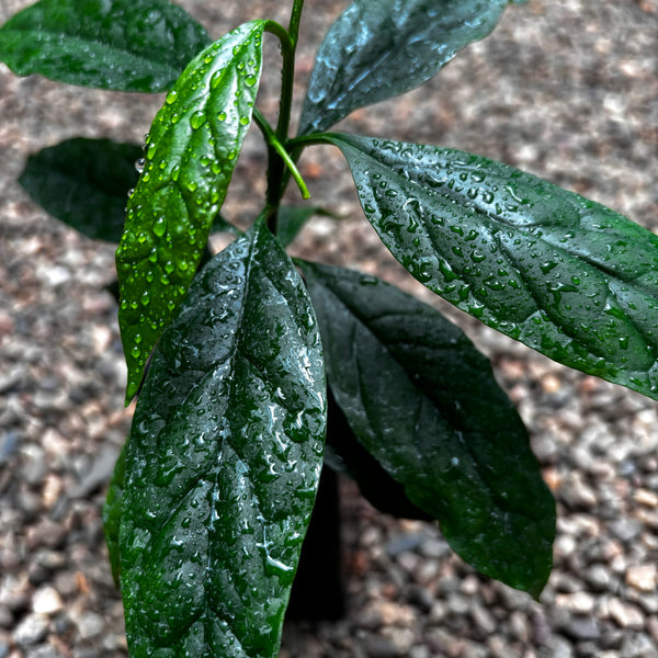 Hoya decipulae H451 - Hoya Store Australia