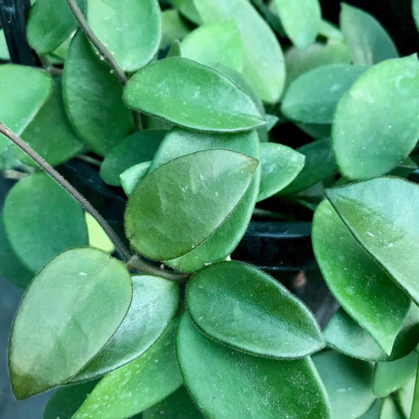 Hoya 'Chouke' H289 - Hoya Store Australia