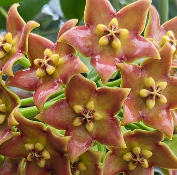 Hoya affinis H334 - Hoya Store Australia