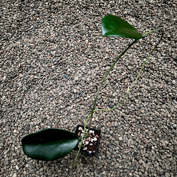 Hoya 'Wonder' (JAD020) H426 - Hoya Store Australia