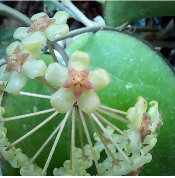 Hoya sp. Java IML 0452 H125 - Hoya Store Australia