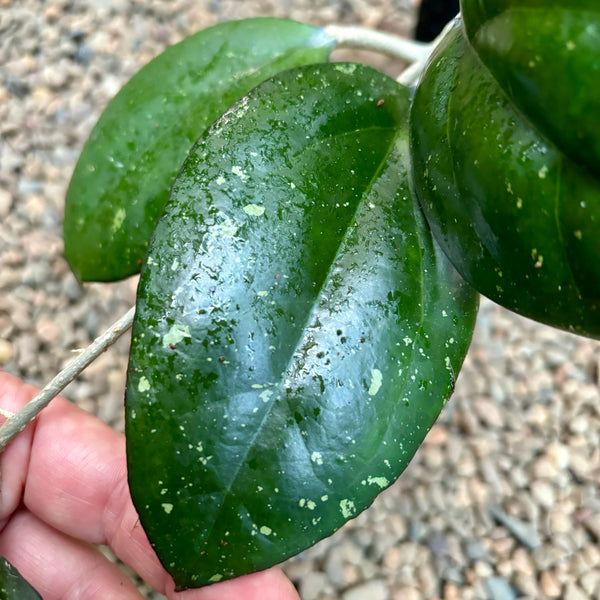 New To Store - Hoya Store Australia