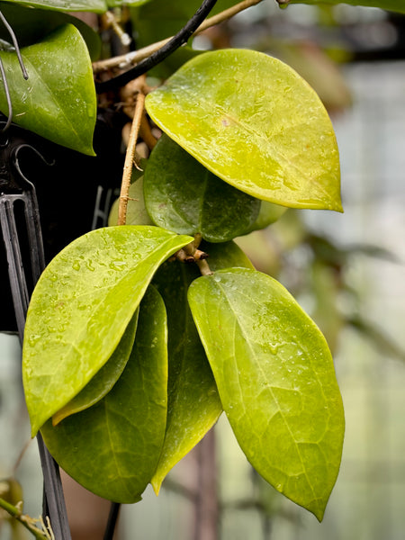 Hoya verticillata (Chiang Mai) H23 - Hoya Store Australia