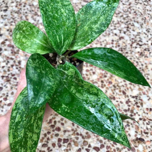 Hoya sp. Rangsan H354 - Hoya Store Australia