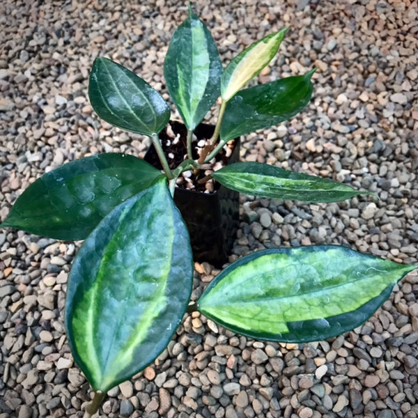 Hoya latifolia 'Pot of Gold' H384 - Hoya Store Australia