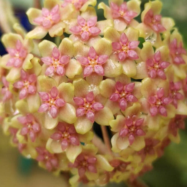 Hoya 'Ricardo' H443 - Hoya Store Australia