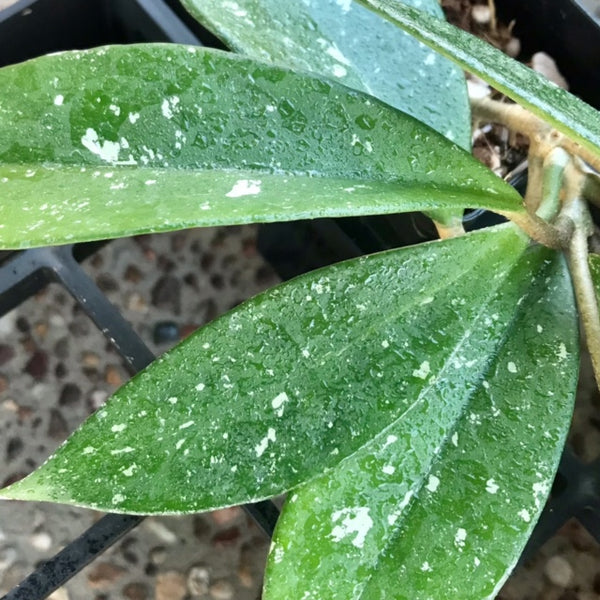 Beginner's Hoya Pack #2 - Hoya Store Australia