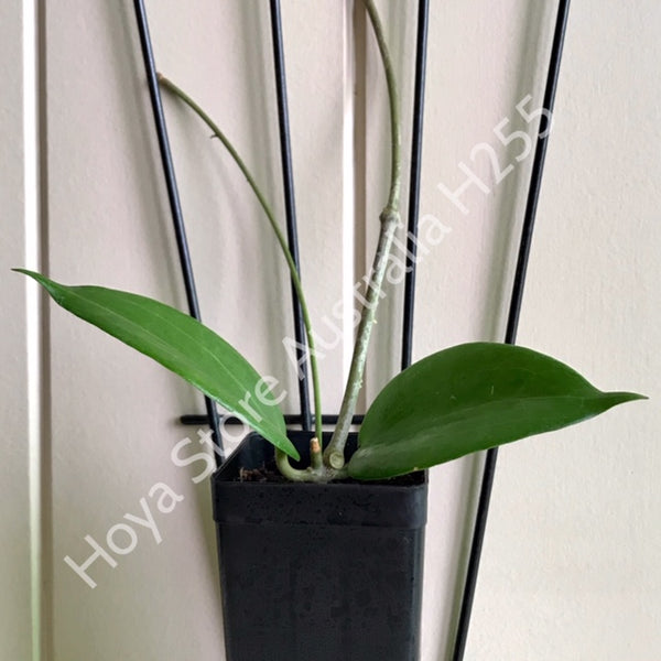 Hoya nicholsoniae Cooper's Ck. IML 0353 H255 - Hoya Store Australia