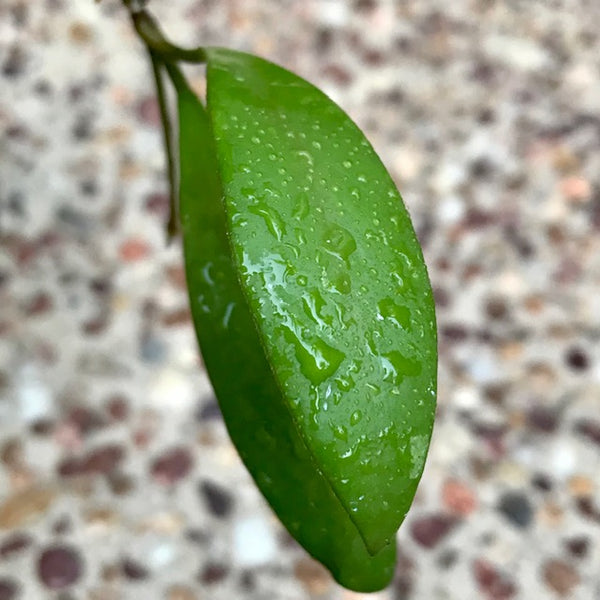 Hoyas - Hoya Store Australia