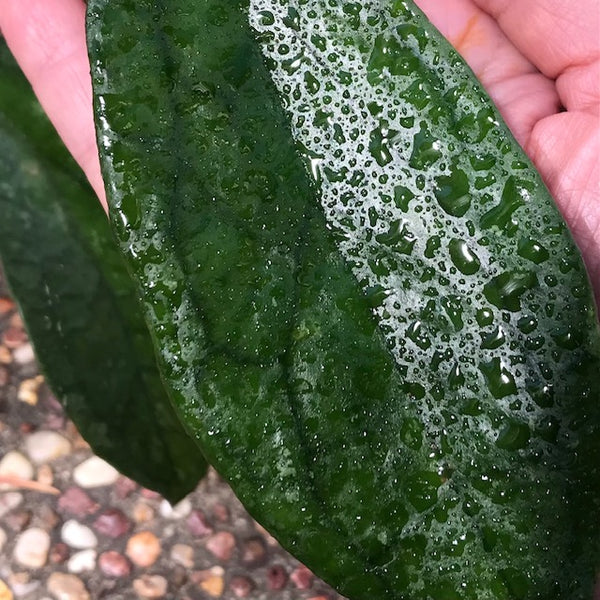 Hoya 'Jennifer' H329 - Hoya Store Australia