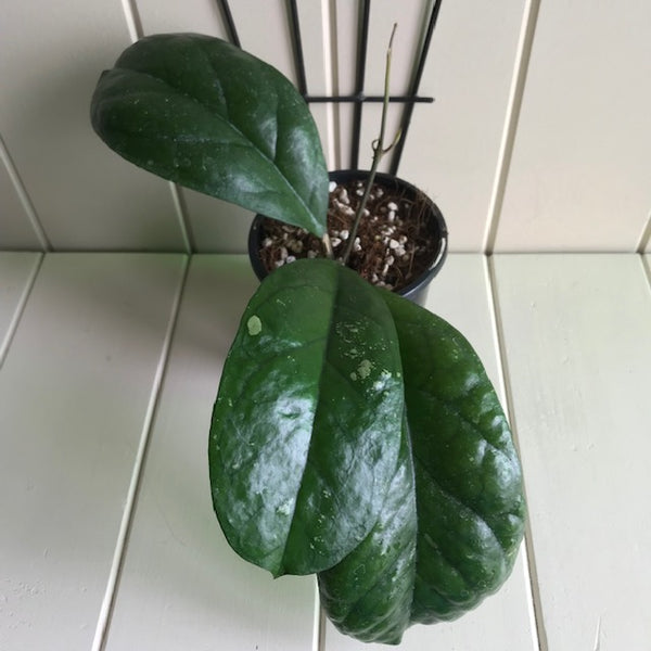 Hoya 'Viola' H365 - Hoya Store Australia
