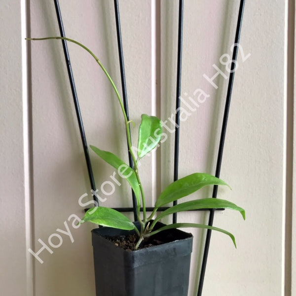 Hoya samoensis IML 0192 H82 - Hoya Store Australia