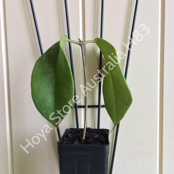 Hoya subcalva IML 0484 H83 - Hoya Store Australia