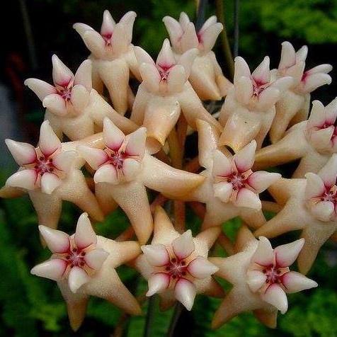 Hoyas Page 3 - Hoya Store Australia