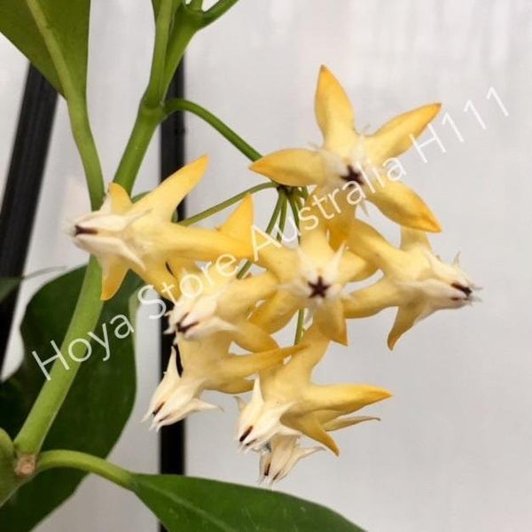 Hoya multiflora 'Shooting Star' IML 0182 H111 - Hoya Store Australia