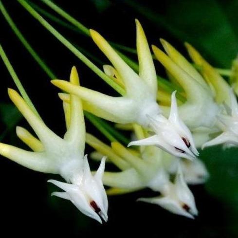 Hoya multiflora variegata H182 - Hoya Store Australia