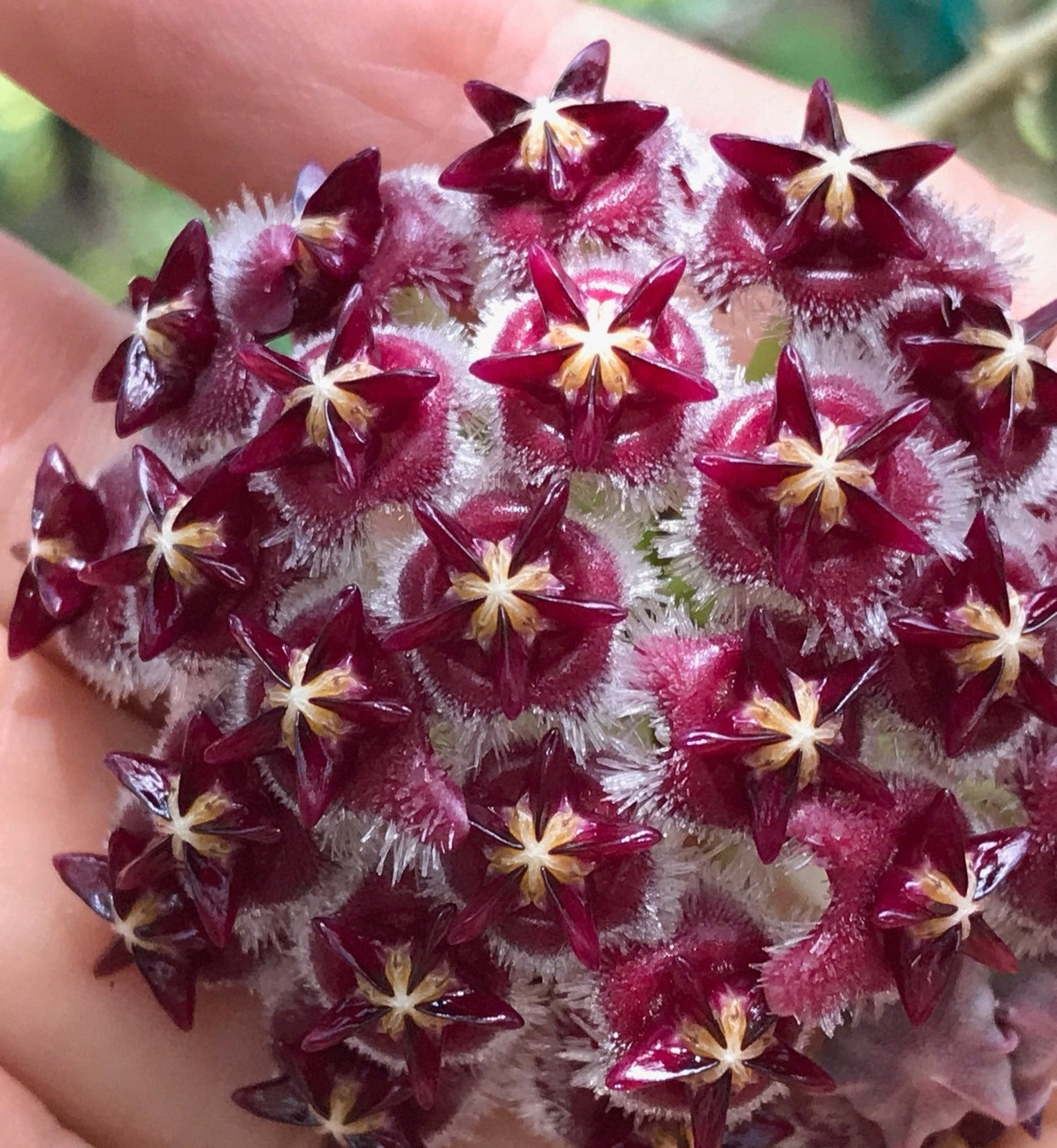 Hoya mindorensis Poring Sabah IML 1777 H67 - Hoya Store Australia