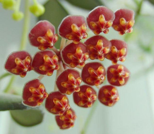 Hoya panchoi IML 0228 H69 - Hoya Store Australia