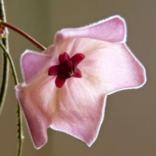 Hoya patella 'Pink' IML 1096 H70 - Hoya Store Australia