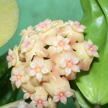 Hoyas Page 2 - Hoya Store Australia