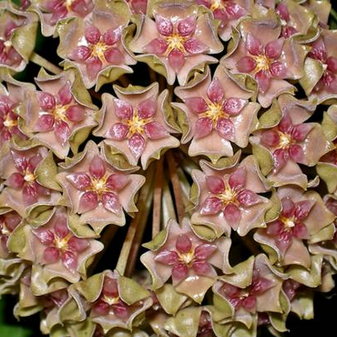 Hoya glabra Borneo IML 0992 H297 - Hoya Store Australia
